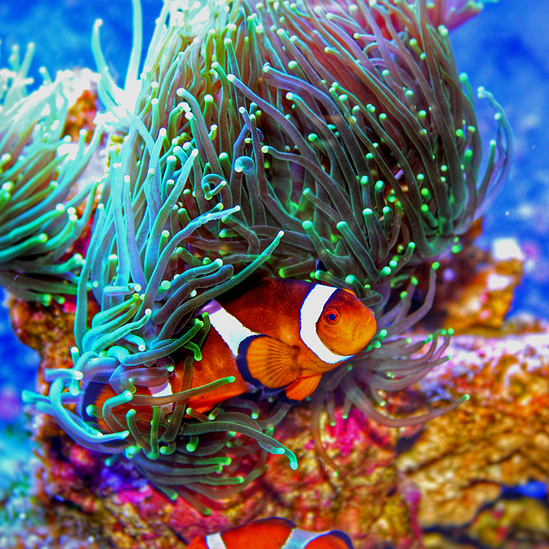 Pickwick Dive Adventures • Wright Realty